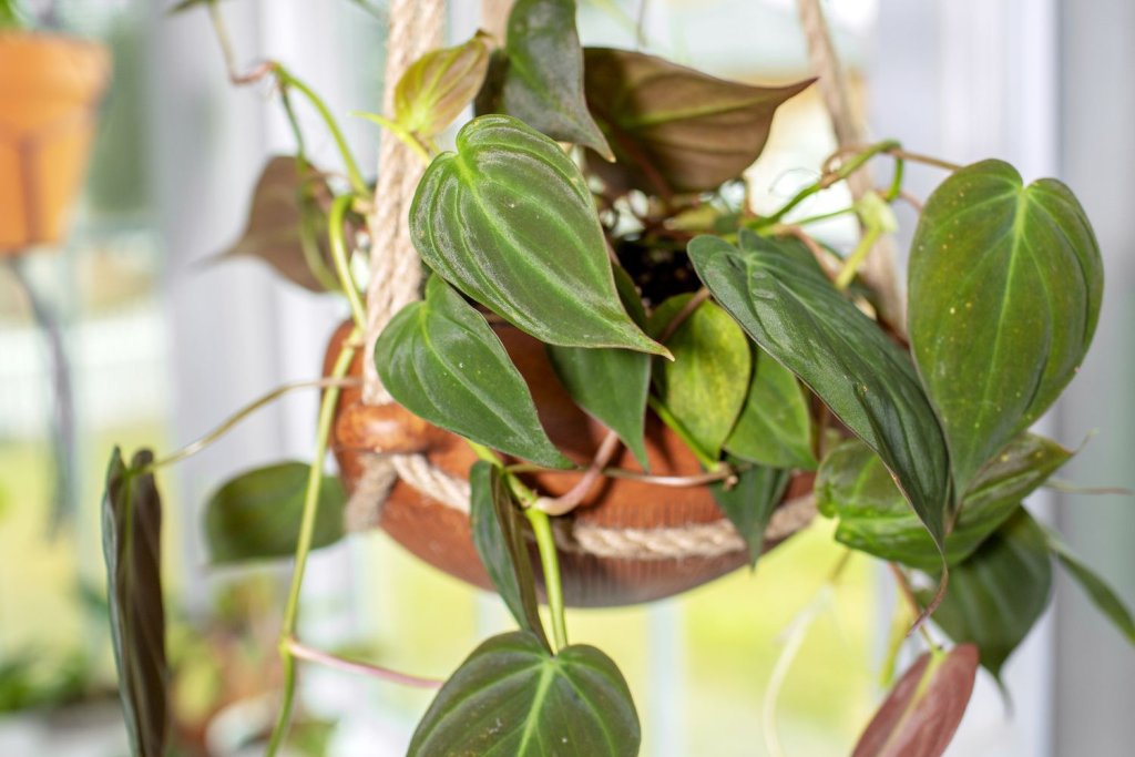 17 Beautiful Picture of Philodendron Varieties for Your Home ...