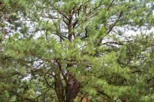 Pine Trees with Soft Needles: Comprehensive Identification Guide with ...