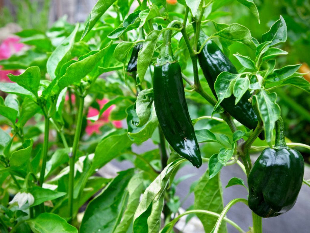 23 Must-know Types of Pepper | With Their Scoville Heat Units ...