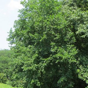 Elm Trees Identification: A Comprehensive Guide to Bark and Leaves ...