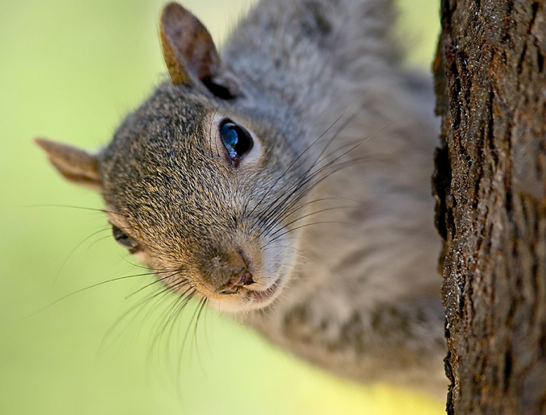 Wild Bird Predator Guide: Protect Birds in Your Yard - EatHappyProject