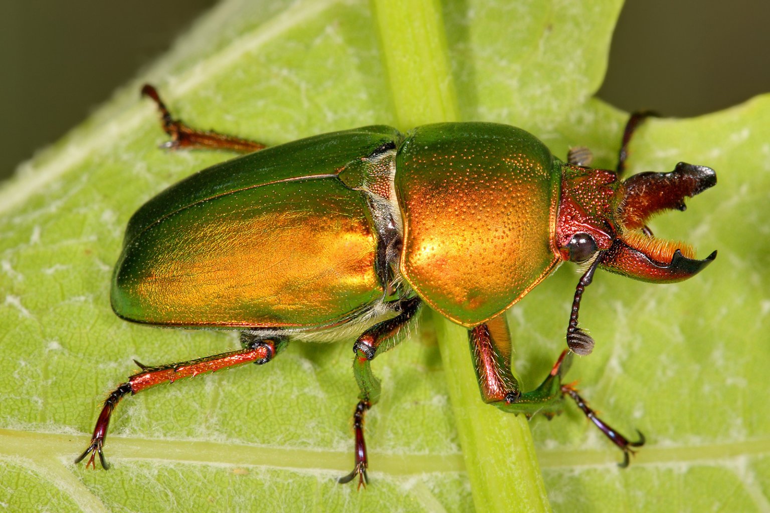 Types of Beetles You Should Know! - EatHappyProject