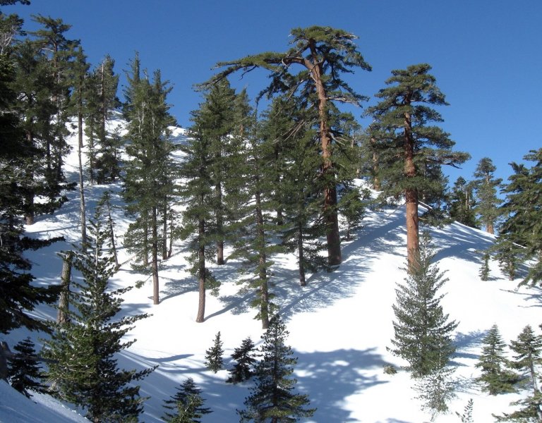 Pine Trees with Soft Needles: Comprehensive Identification Guide with ...