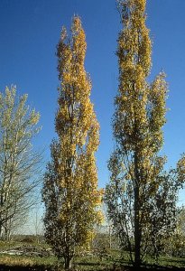 Amazing Columnar Trees: A Breathtaking Visual - EatHappyProject