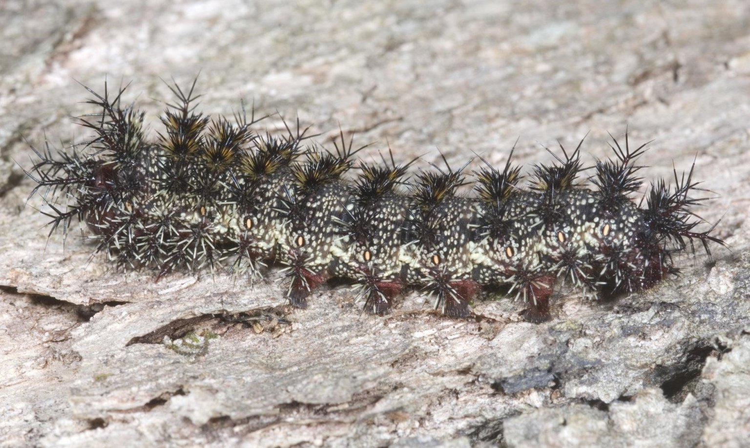 Types Of Caterpillars with Helpful Identification Chart and Pictures ...
