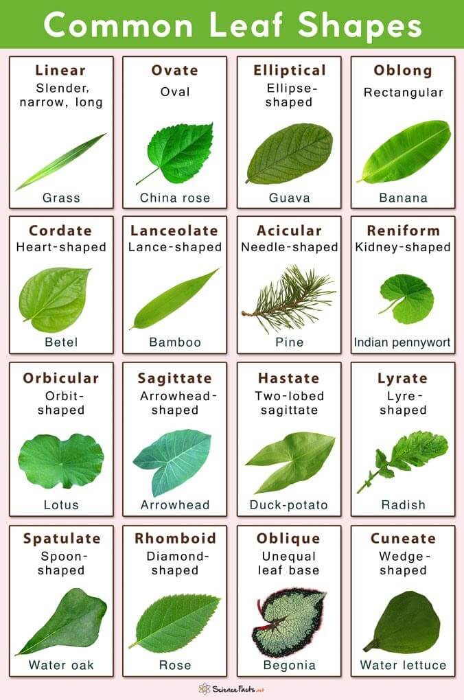 Types Of Tree Leaves With Pictures For Easy Identification 