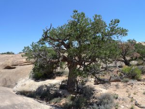 Pine Trees with Soft Needles: Comprehensive Identification Guide with ...