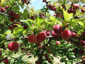 Types of Plums With Pictures : Black, Red, and More - EatHappyProject