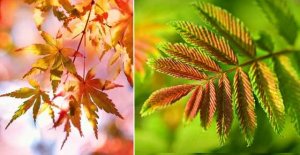 Types of Tree Leaves with Pictures for Easy Identification ...