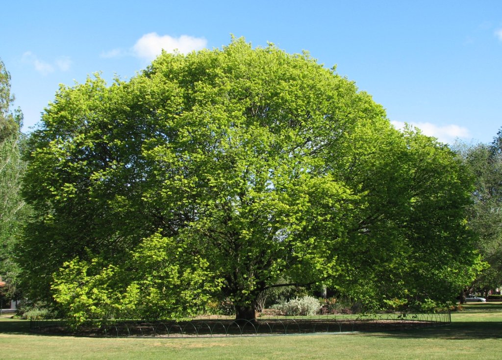 Elm Trees Identification: A Comprehensive Guide to Bark and Leaves ...