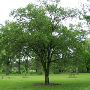 Elm Trees Identification: A Comprehensive Guide to Bark and Leaves ...