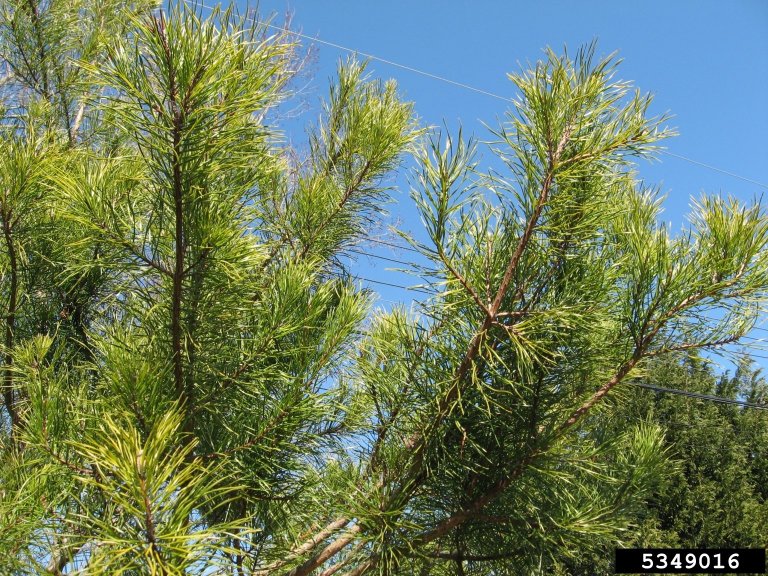 Types of Pine Trees with identification Guide, Chart and Pictures ...