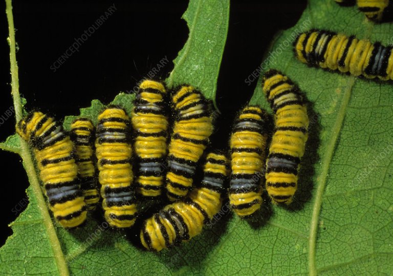 25 Yellow Caterpillars: With Pictures and Identification Guide ...