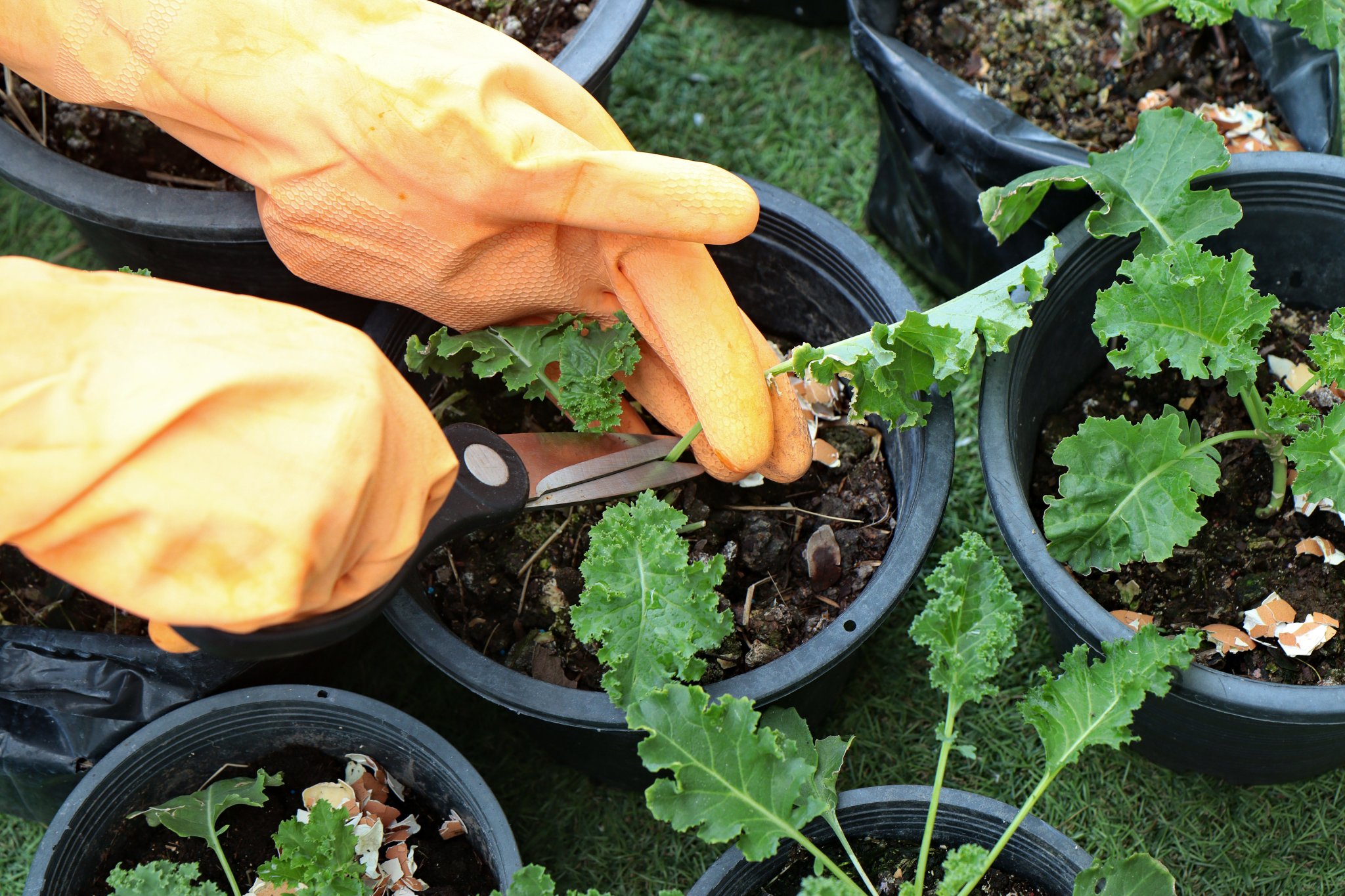 6 Tips For Building Healthy Soil In Your Garden - EatHappyProject