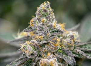 Basic Facts About White Tahoe Cookies seeds - EatHappyProject