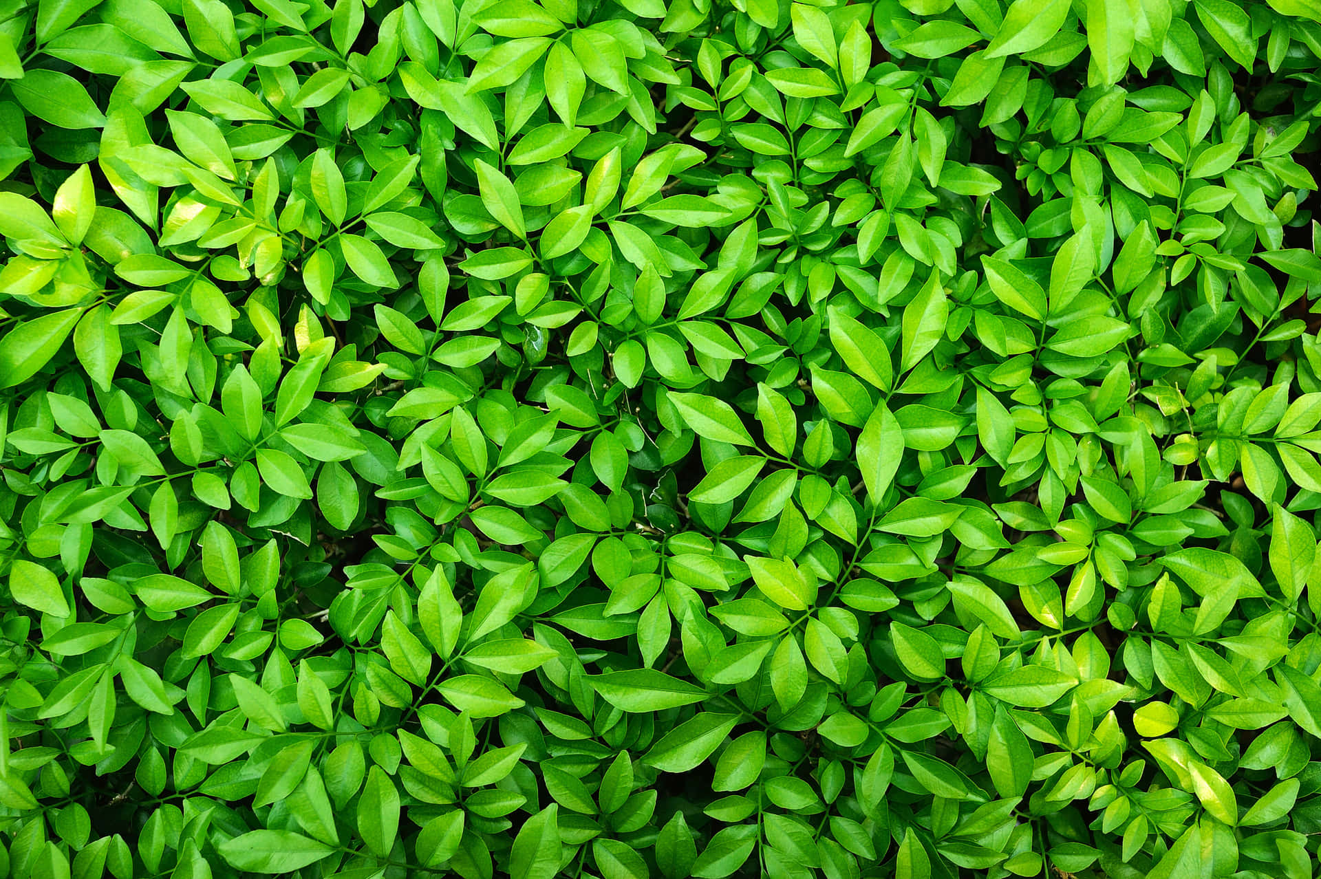 What Are The Functions Of Leaves EatHappyProject what-are-the-functions-of-leaves-eathappyproject