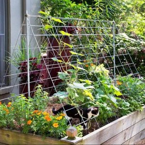 What Types of Wires are Best for Grapevine Trellis? - EatHappyProject