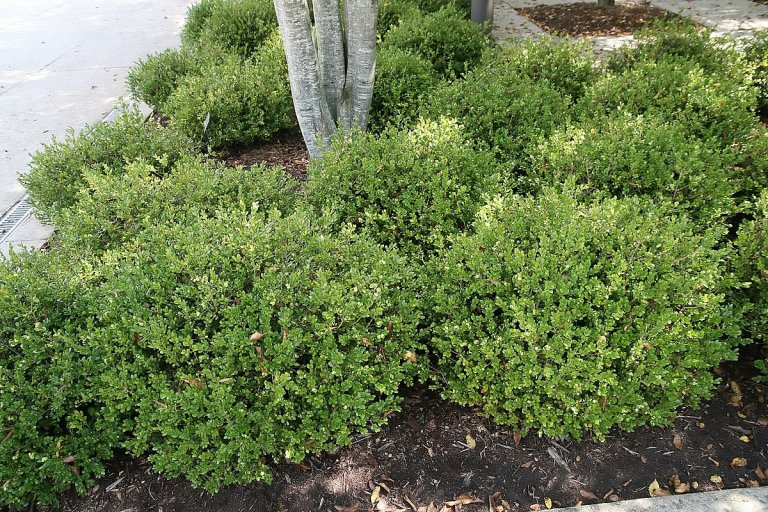 20+ Small or Dwarf Evergreen Shrubs - EatHappyProject