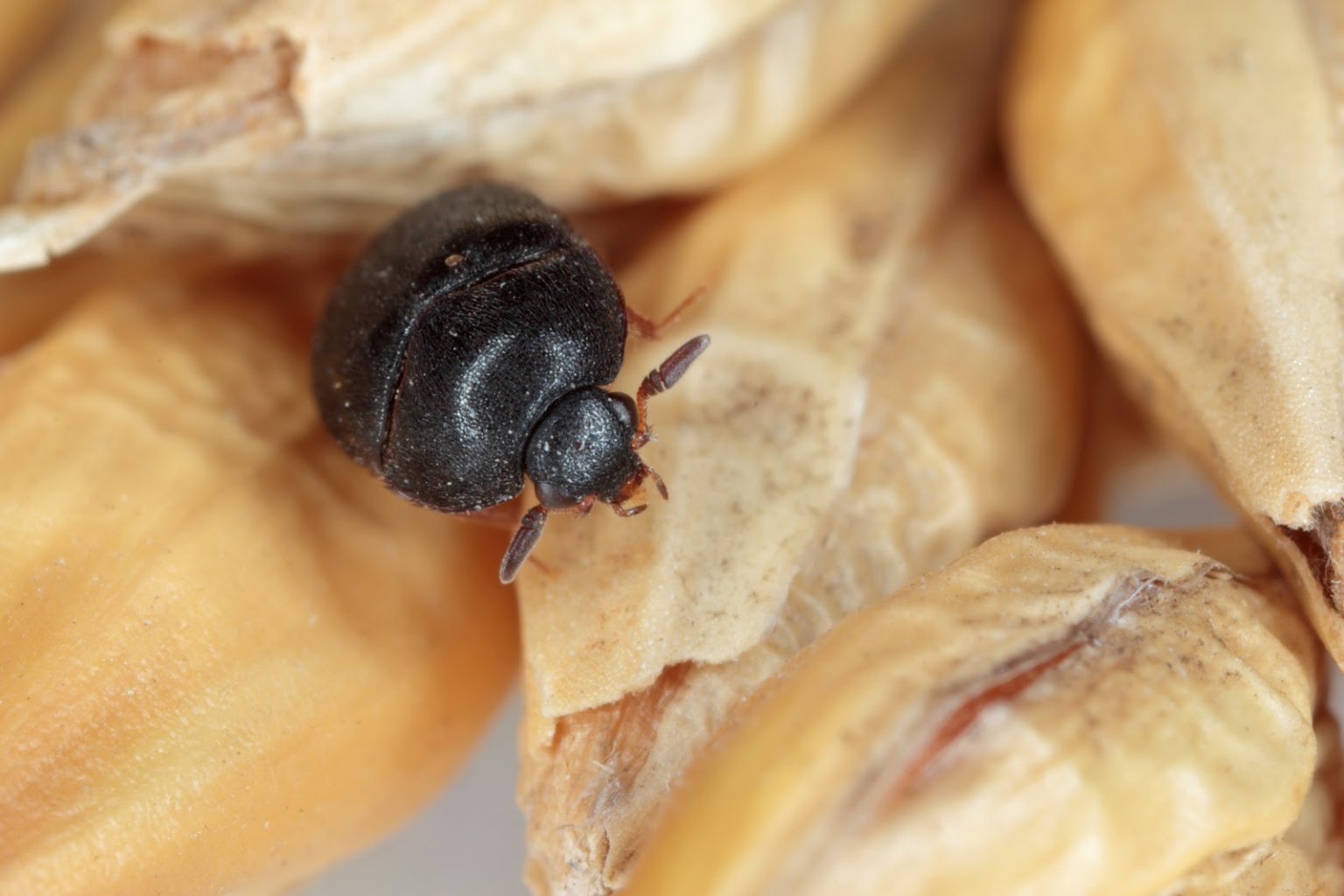 How to Get Rid of Black Carpet Beetle - EatHappyProject