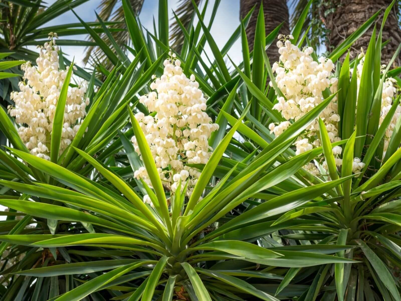 How to Get Rid of Yucca Plants? - EatHappyProject