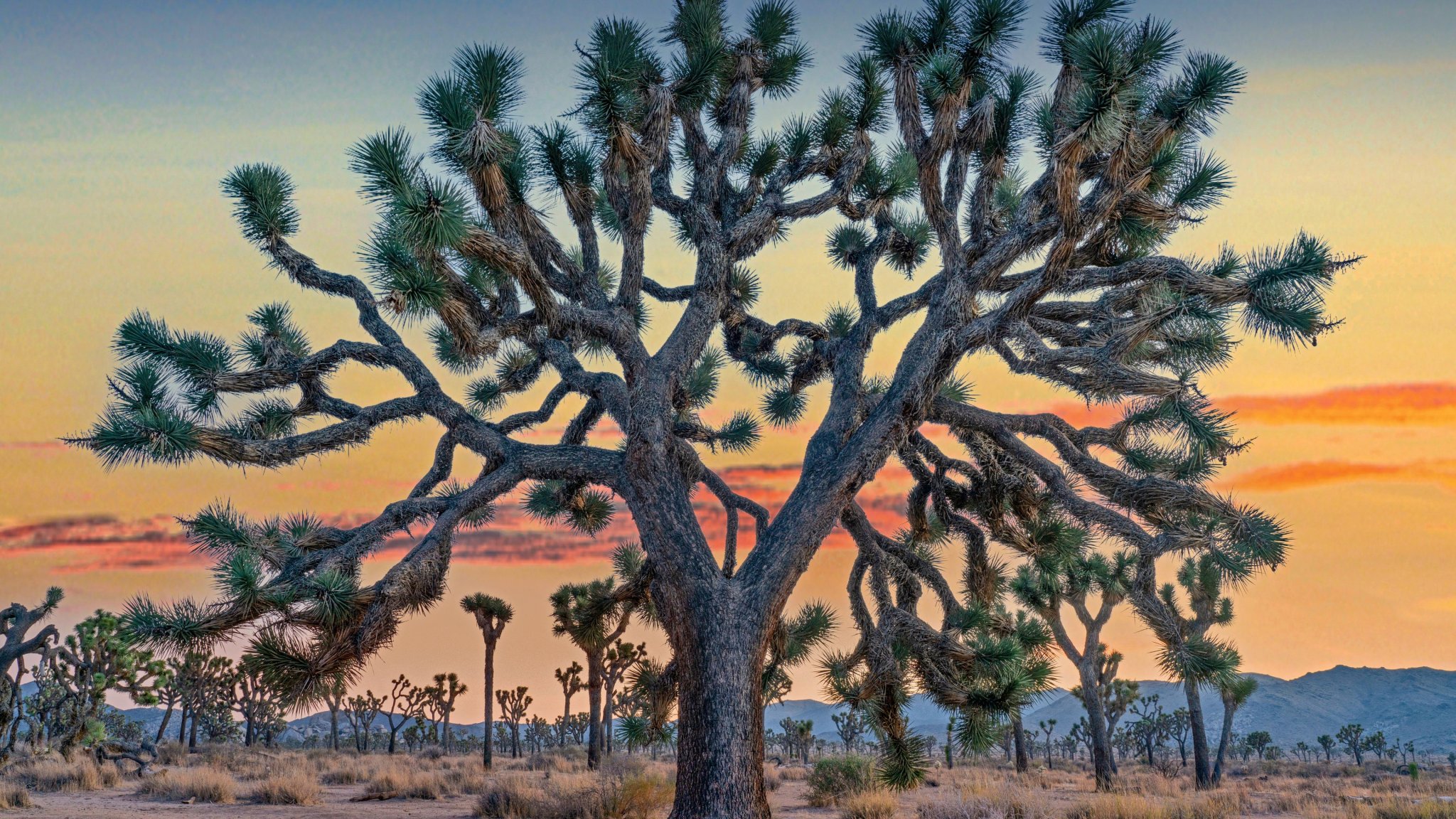 Is a Joshua Tree the Same as a Yucca? - EatHappyProject