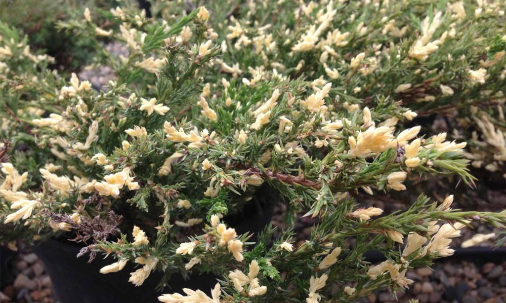 20+ Small or Dwarf Evergreen Shrubs - EatHappyProject
