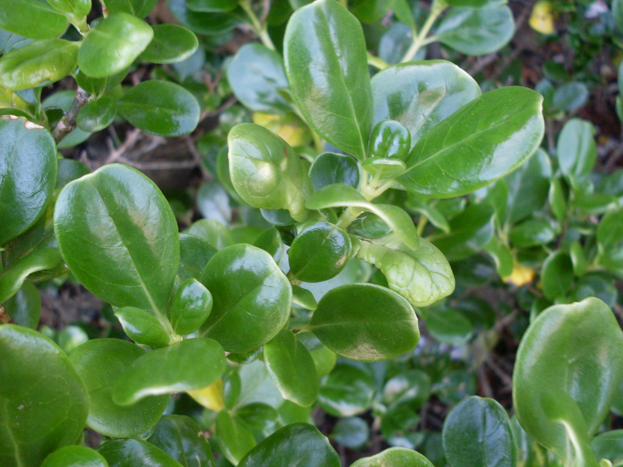 20+ Small or Dwarf Evergreen Shrubs - EatHappyProject