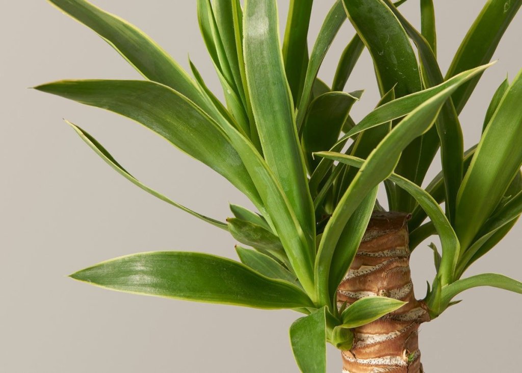 How to Take Care of Yucca Plants - EatHappyProject