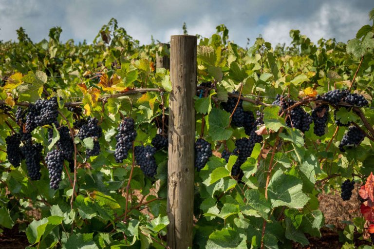 What Types of Wires are Best for Grapevine Trellis? - EatHappyProject