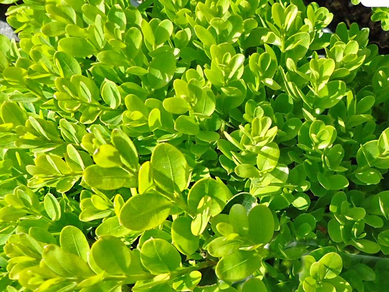 20+ Small or Dwarf Evergreen Shrubs - EatHappyProject