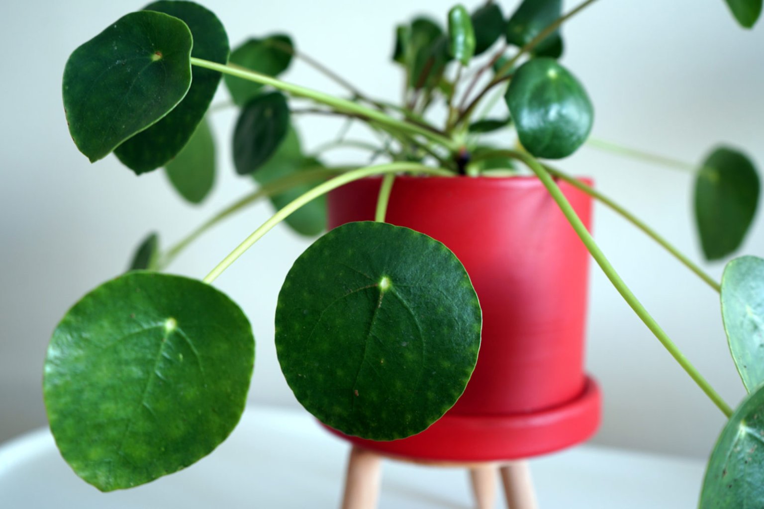 Why is My Money Tree Leaves Curling - EatHappyProject