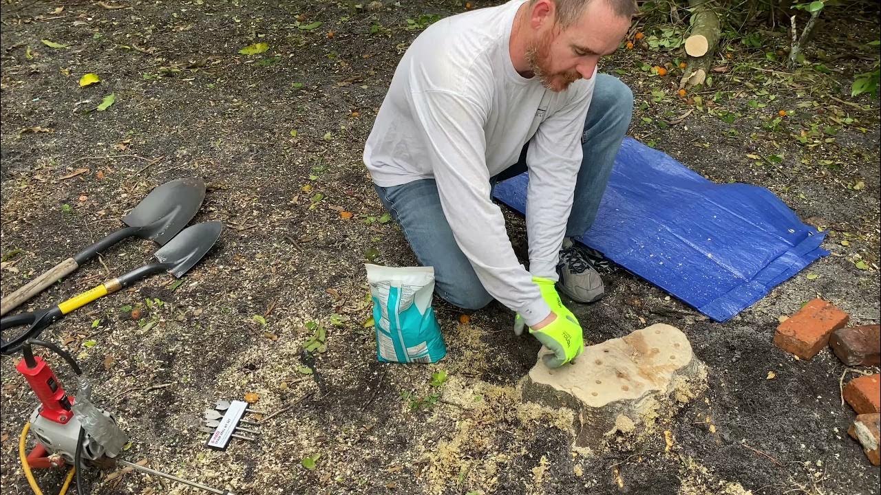 How to Remove a Tree Stump with Epsom Salt - EatHappyProject