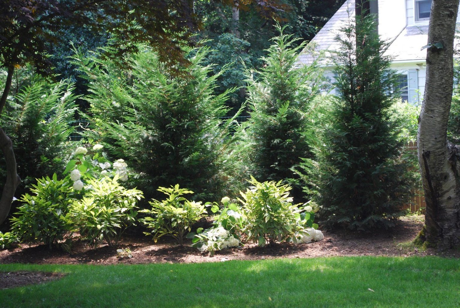 How Does A Leyland Cypress Tree Look Like? - EatHappyProject