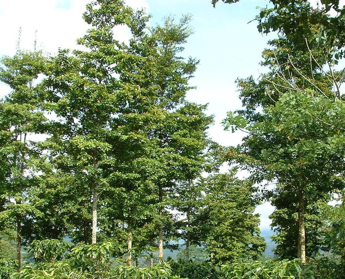 Which Trees are More Expensive than Gold? - EatHappyProject