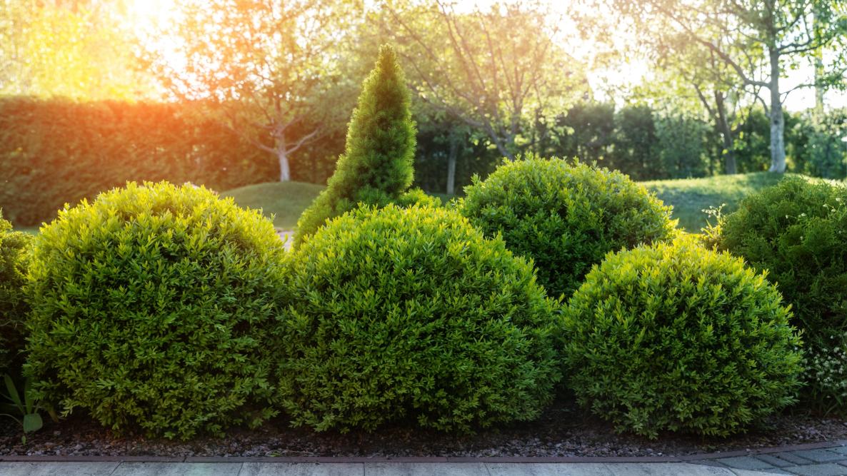 What Are the Easiest Types of Bushes to Grow? - EatHappyProject