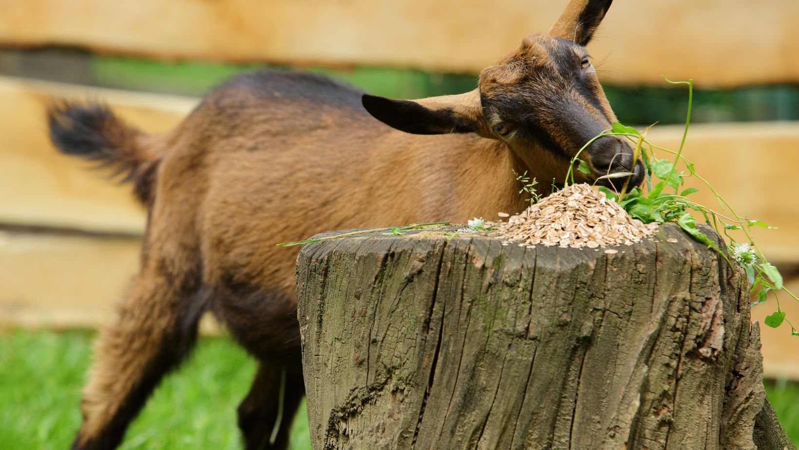 Can I Feed My Wether Goat Oats? - EatHappyProject