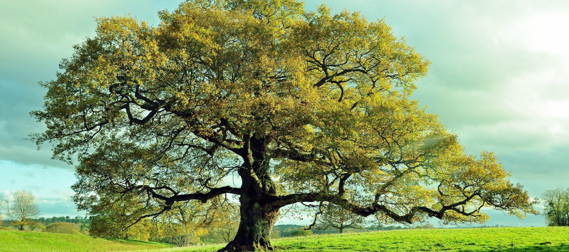 What Does a Tree Represent Spiritually - EatHappyProject