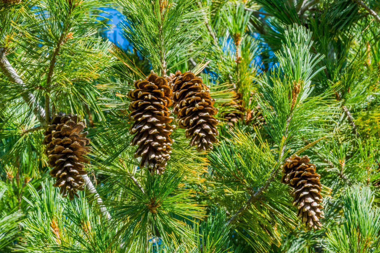 How Fast Do Pine Trees Grow - EatHappyProject