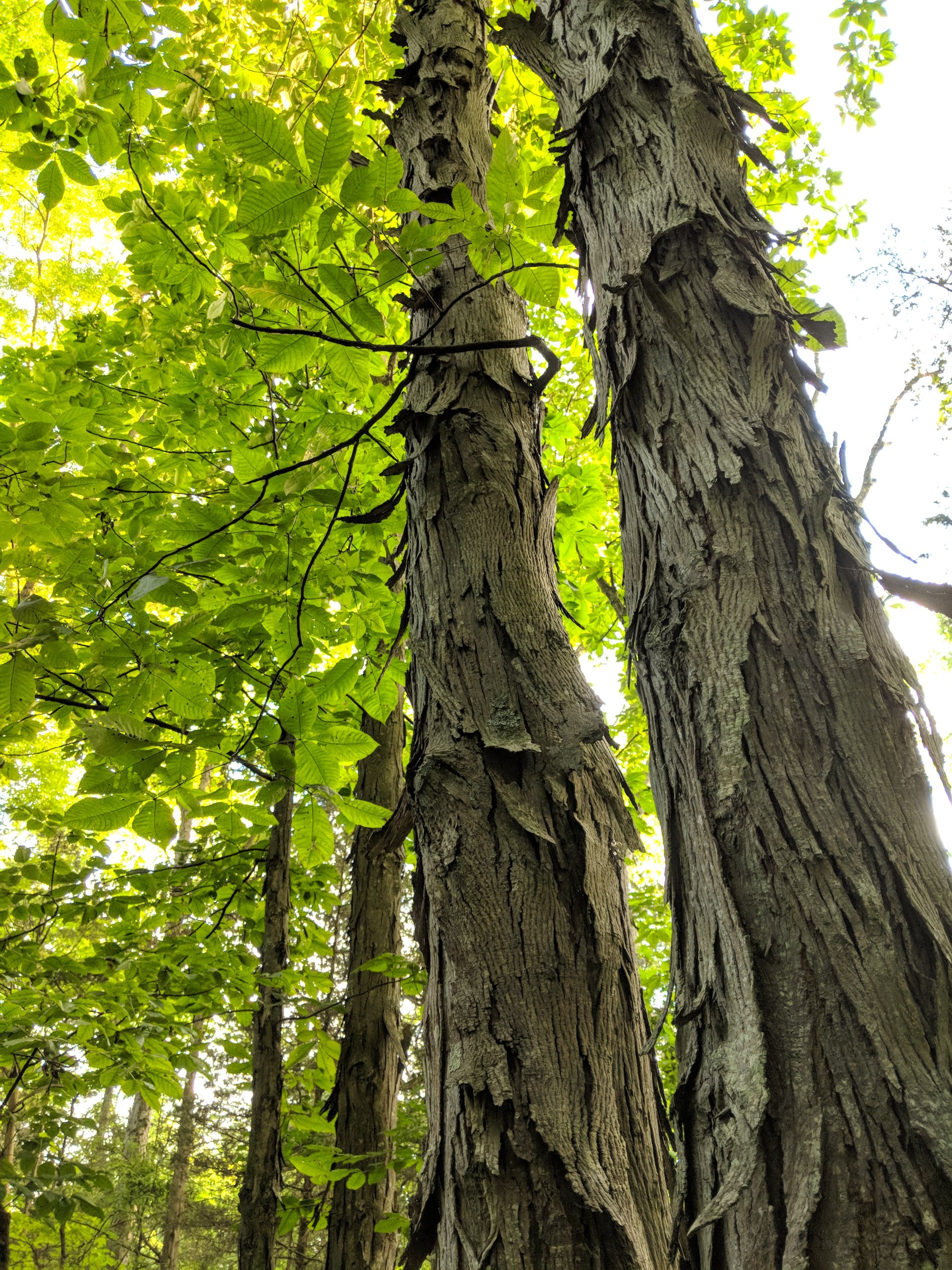 Are Hickory Trees Valuable? - EatHappyProject