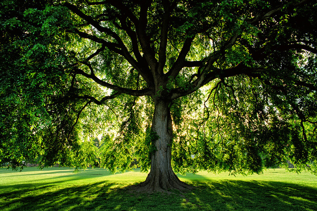 What Tree Symbolizes Healing? - EatHappyProject