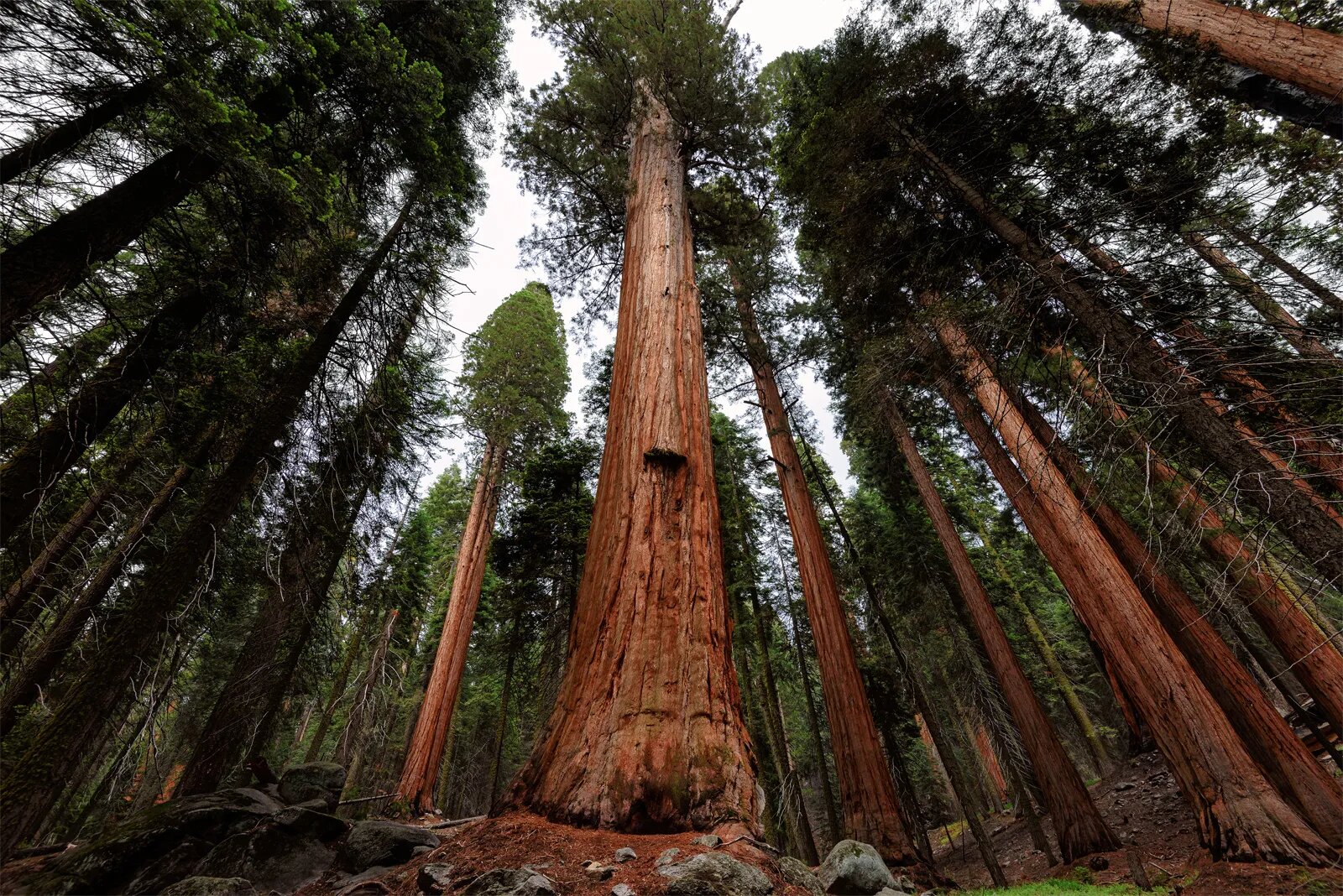 What is the Strongest Tree in America? - EatHappyProject