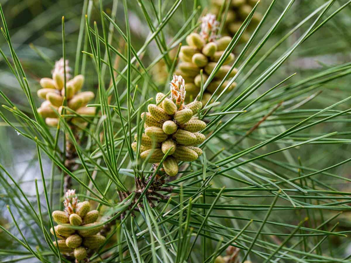How Fast Do Pine Trees Grow - EatHappyProject