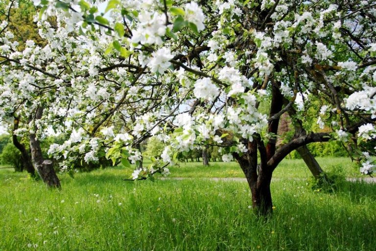 When Do Apple Trees Flower - EatHappyProject