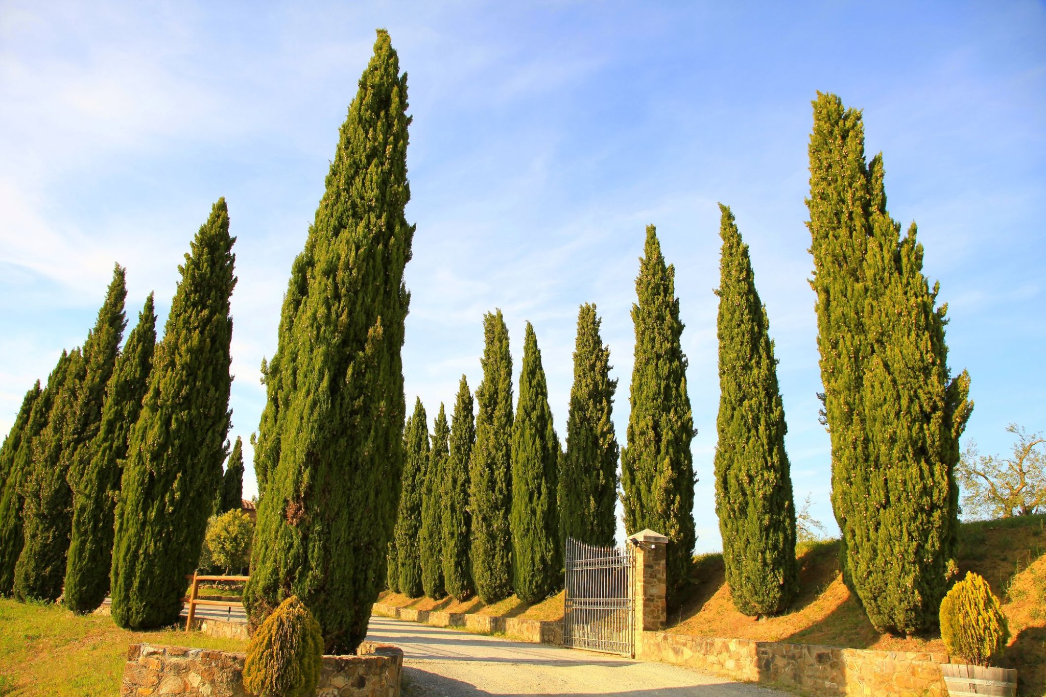 How Does A Leyland Cypress Tree Look Like? - EatHappyProject