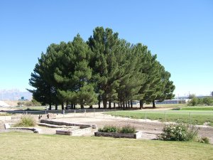 How Long Does It Take for Pine Trees to Grow - EatHappyProject