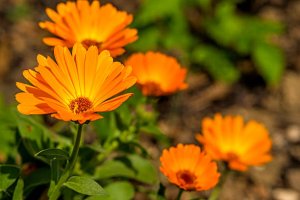 What Spice Has Yellow Flowers? - EatHappyProject