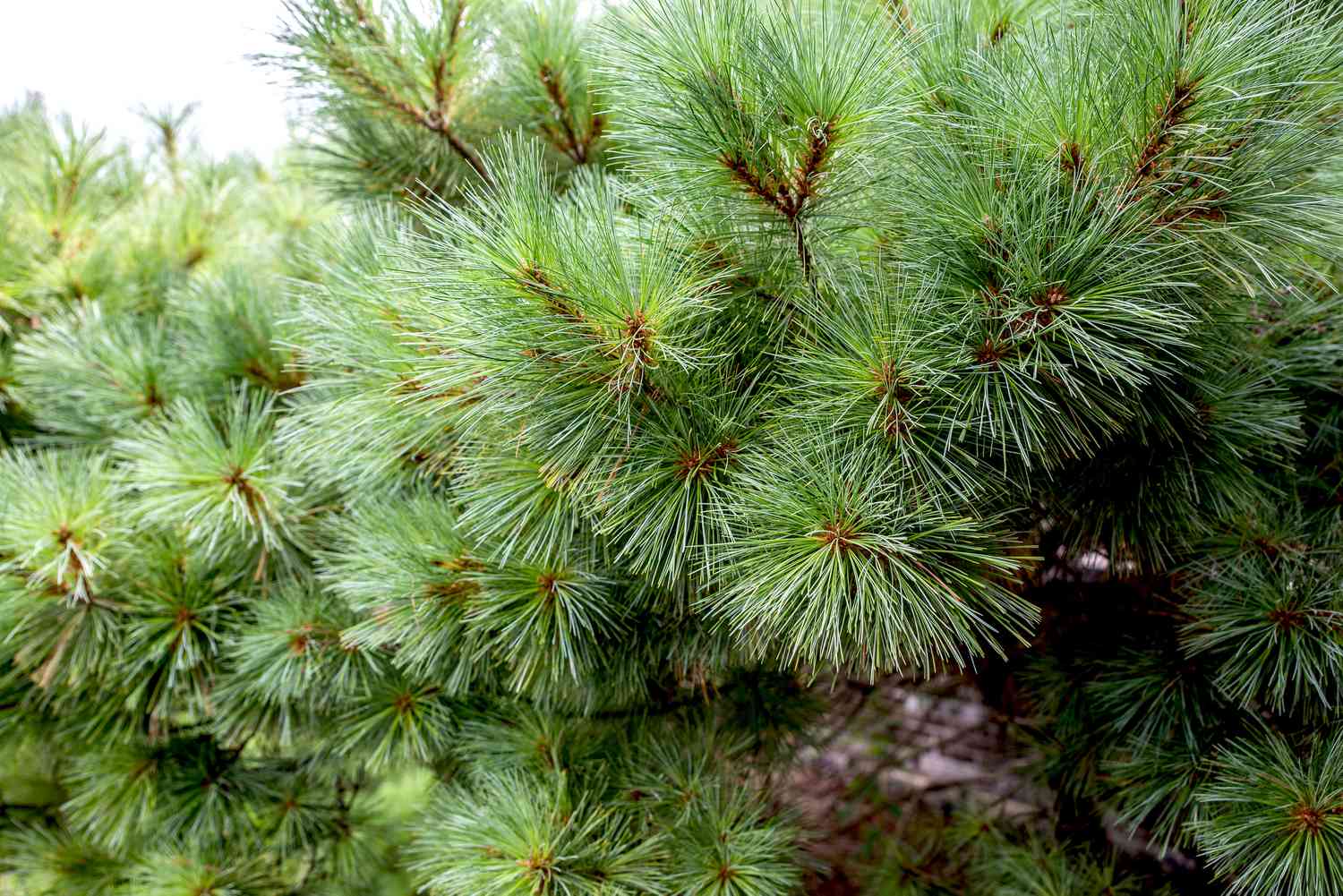 How Long Does It Take for Pine Trees to Grow - EatHappyProject