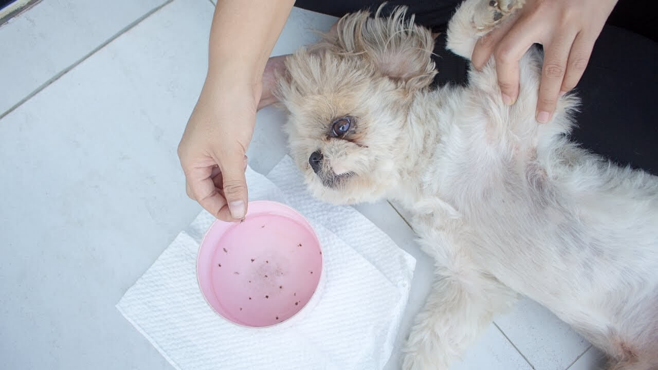 What Can I Put on My Dog to Repel Fleas - EatHappyProject