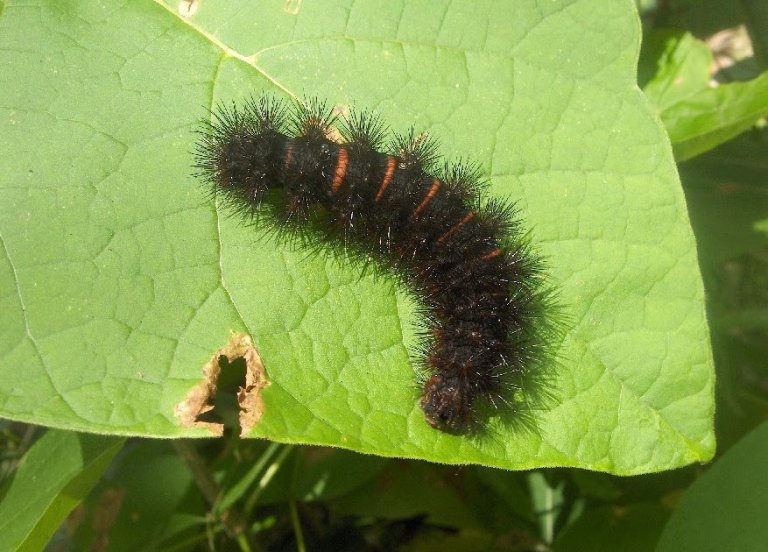 What Does a Black Fuzzy Caterpillar Turn Into - EatHappyProject