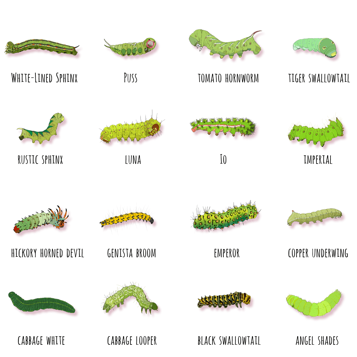 How Many Species of Caterpillars Are There - EatHappyProject